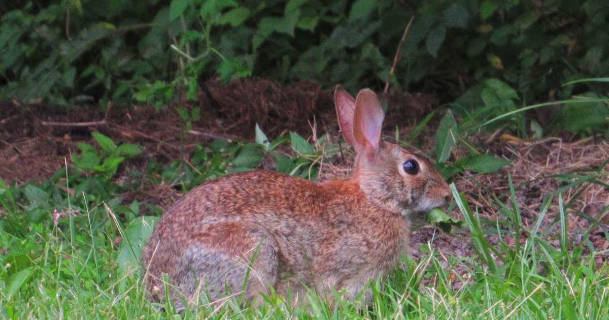 My Father's World: Ideal Cottontail Habitat