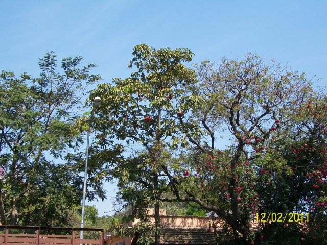 Prakruti -Mother Nature: The Sterculia Tree or Red cluster fruit ...