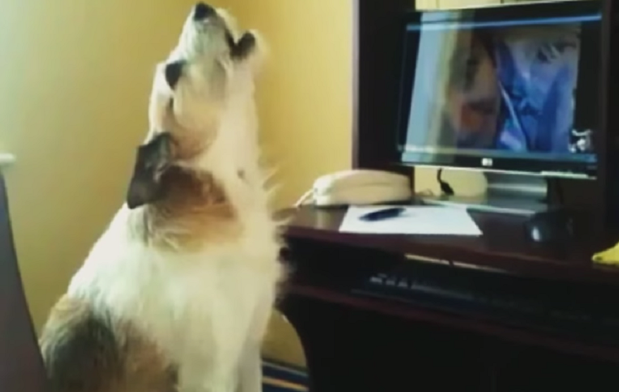 Perritos tratan de aprender a comunicarse por Skype con sus dueños ...