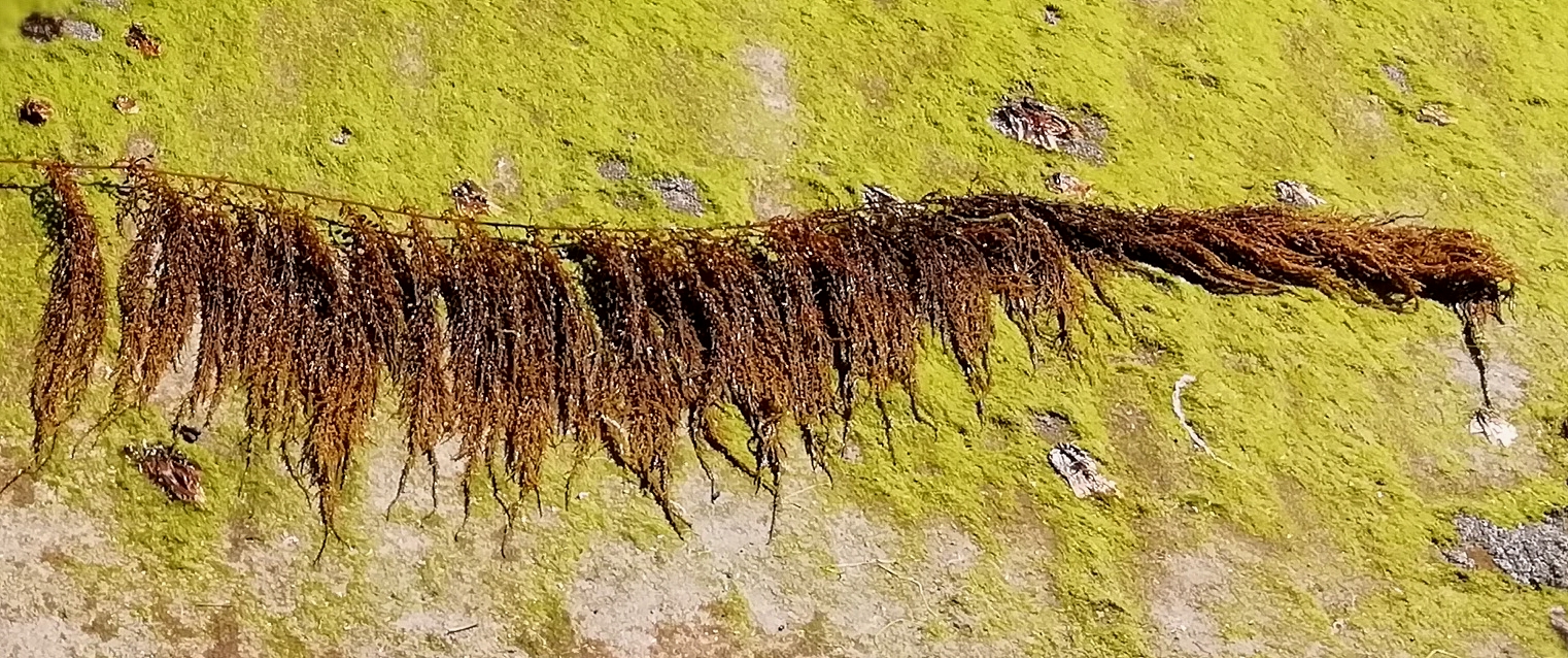 Lancashire and Lakeland Outback Adventure Wildlife Safaris: Purple ...