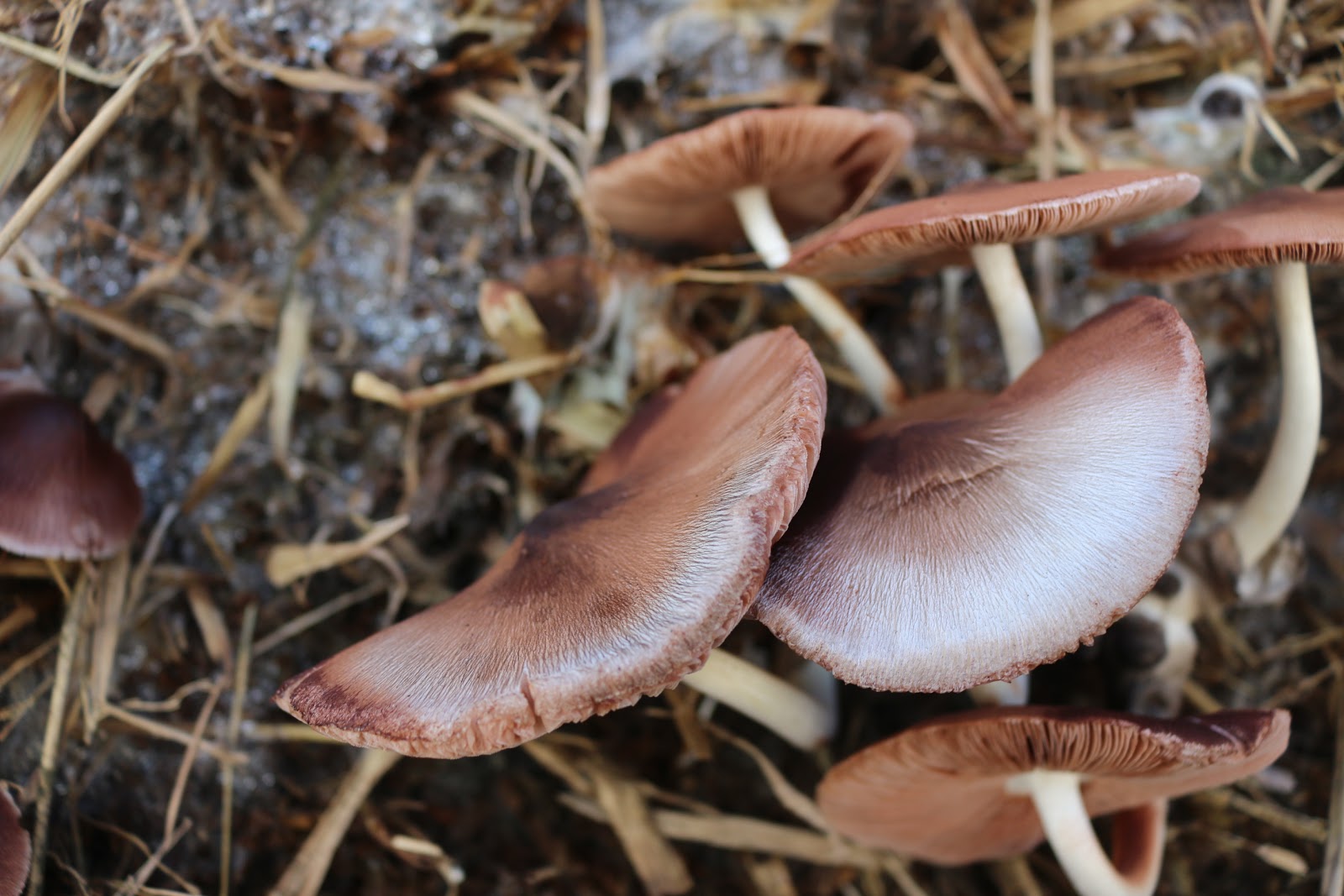 Albay 3rd District: PhilRice introduces climate change-ready ...