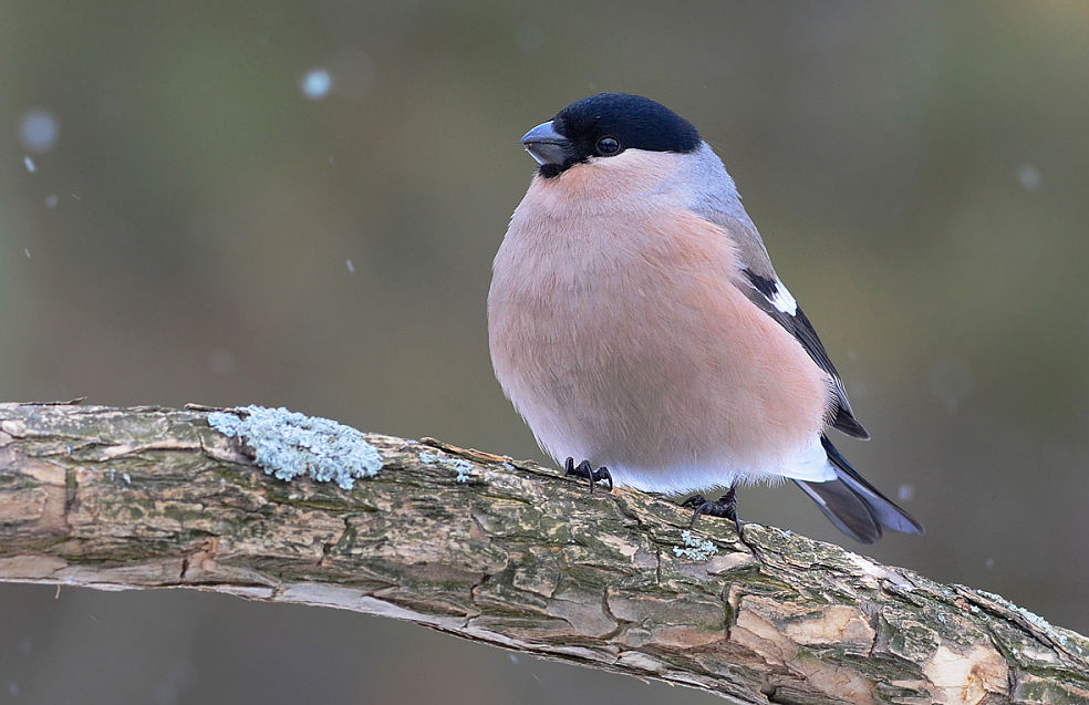 przyroda wokół mnie: ptaki Syberii i nie tylko - gil