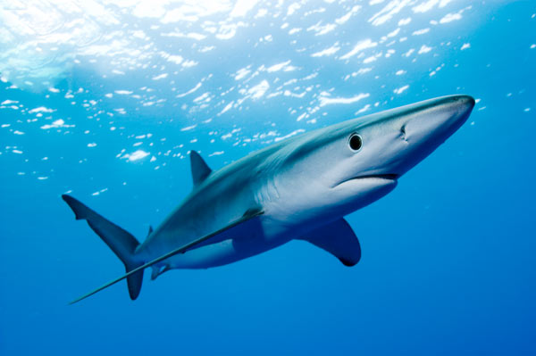 Punk Biology Student Blog: Sharks (Hiu)