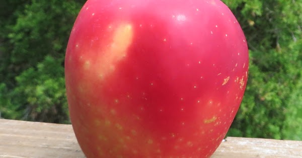 Breeze (Gala, Galafresh) - Adam's Apples