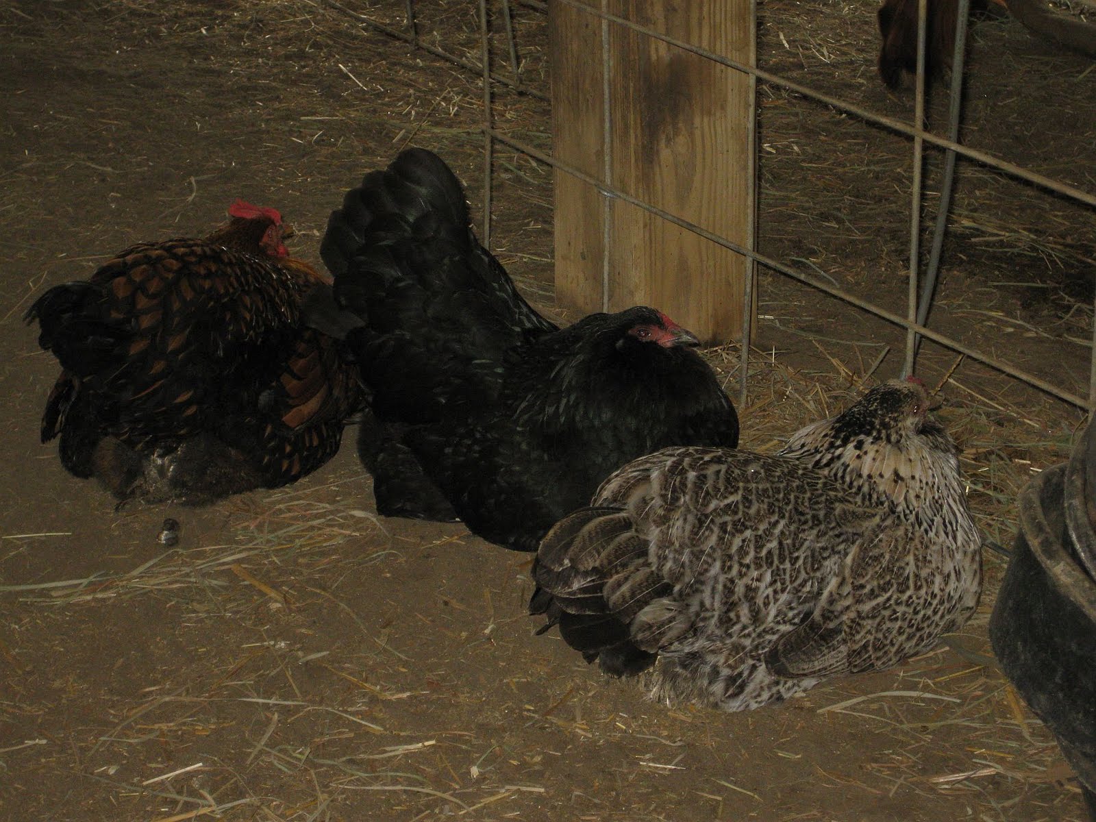 Have Ewe Any Wool?: Rivanna River Alpaca Farm and the Central Virginia ...