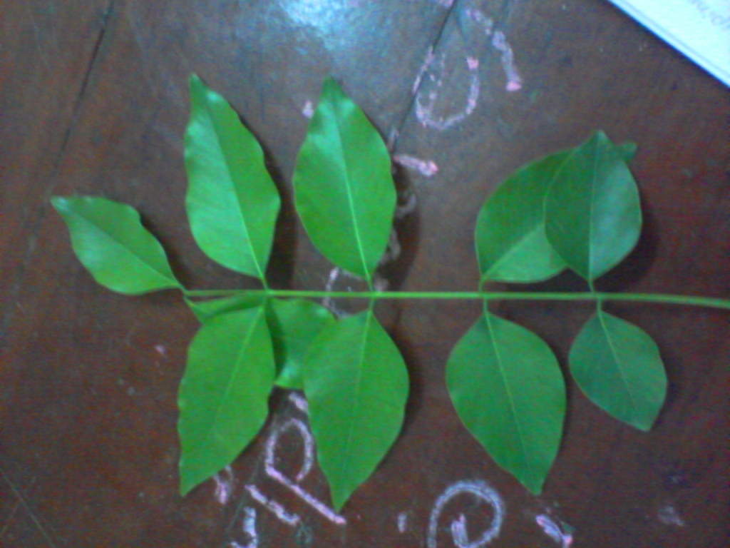 Cassia fistula / Ehala / ඇහැල / Aragvadha/ Rajavruksha/ Sampaka ...