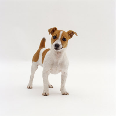 miniature jack russell - PUPPIEz