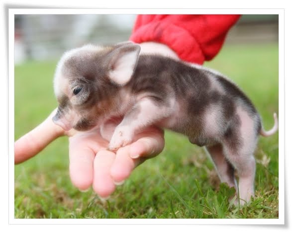 Cute Pig: Nem todo porco é fofo