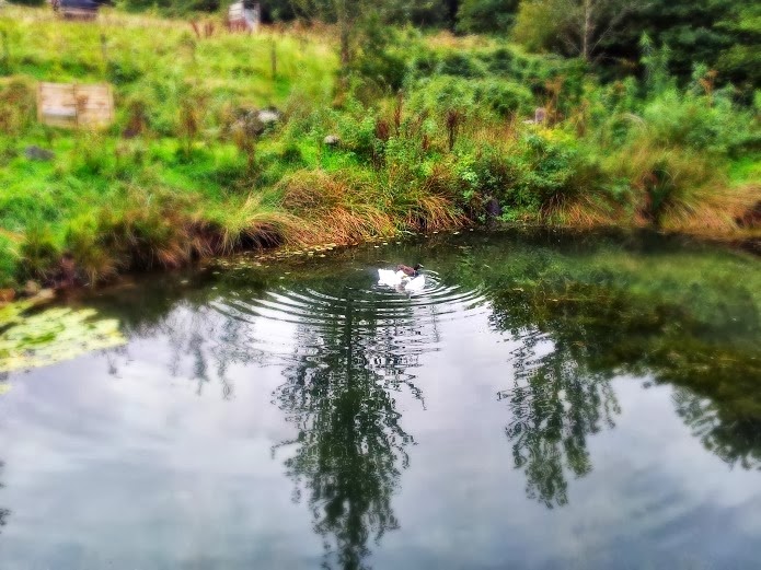 Our Visit to Charlie and Meg's Roundhouse - Diary of the Evans-Crittens