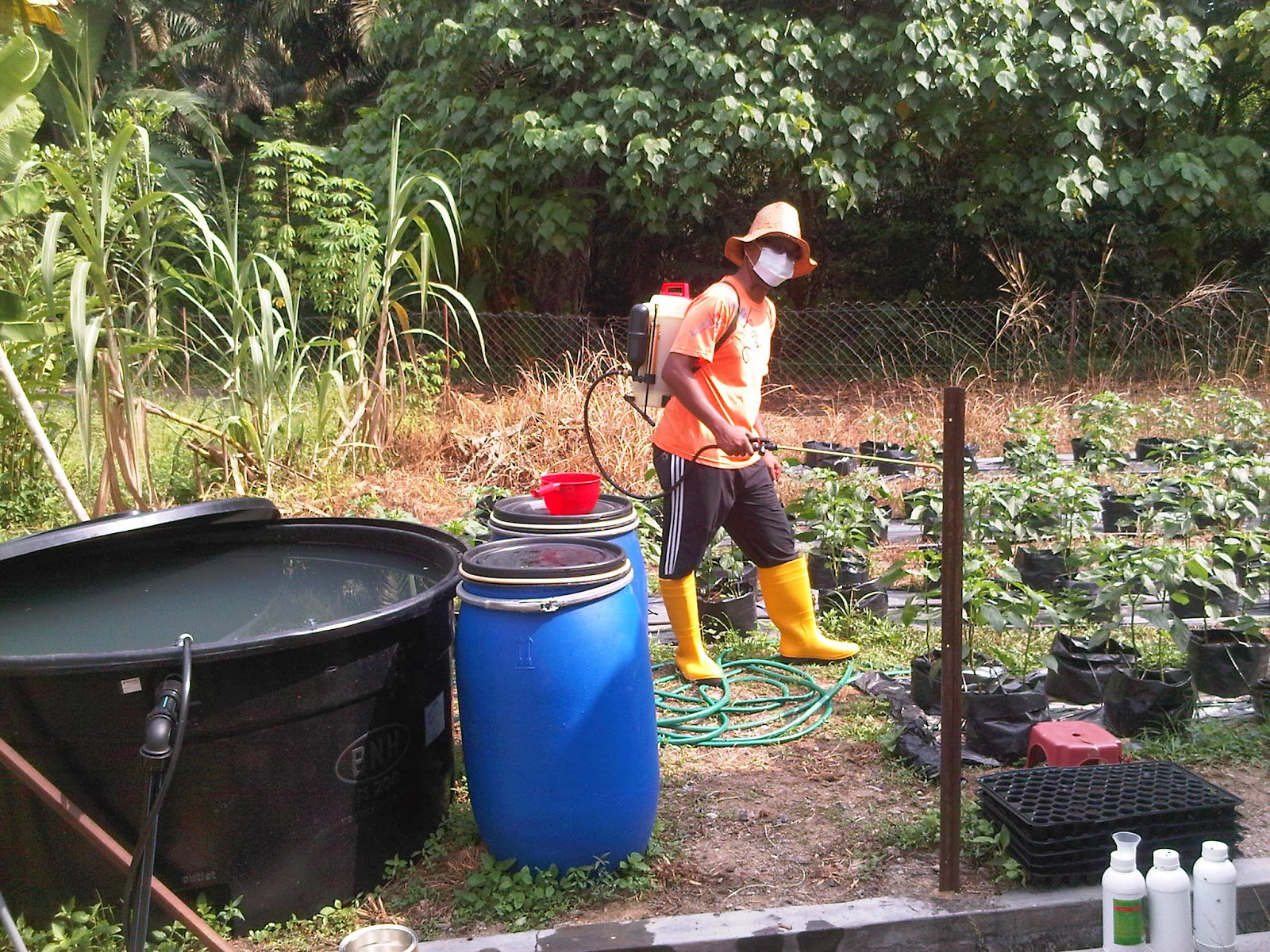 Fertigasi Mutiara: Tahap Racun dan Label pada Racun