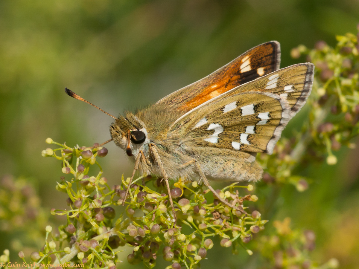 Postcards from Sussex: July 2014