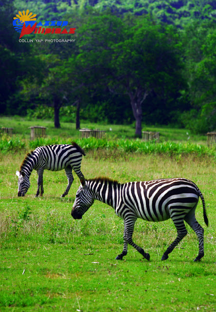 Calauit Game Preserve and Widlife Sanctuary of Palawan: The African ...