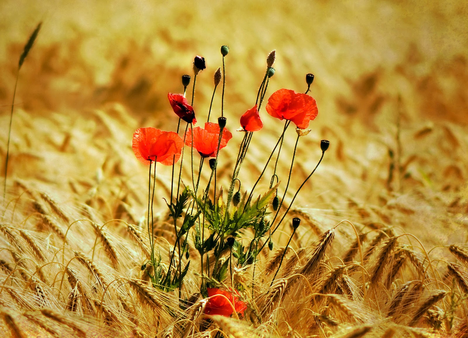 Il mondo in un giardino: Papaveri di oggi e di ieri