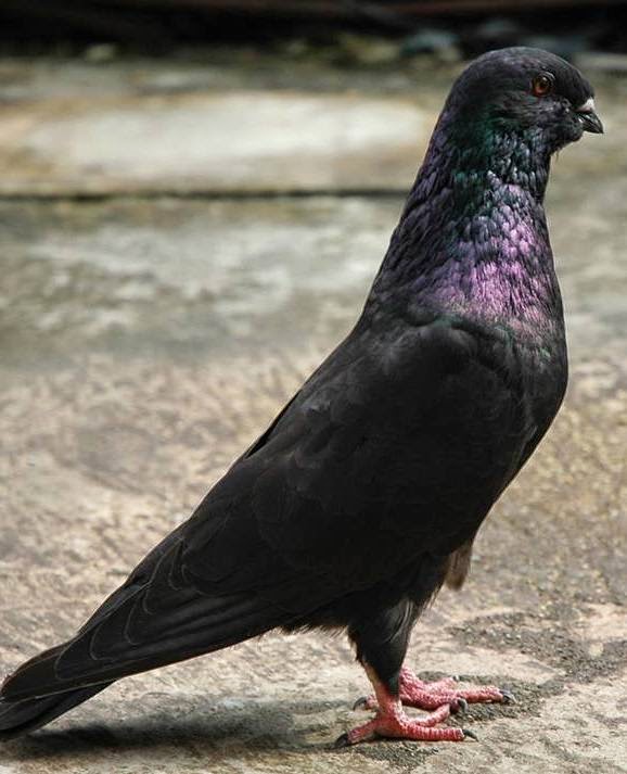 SPESIALIS MERPATI: MERPATI JOWO SUNGUT