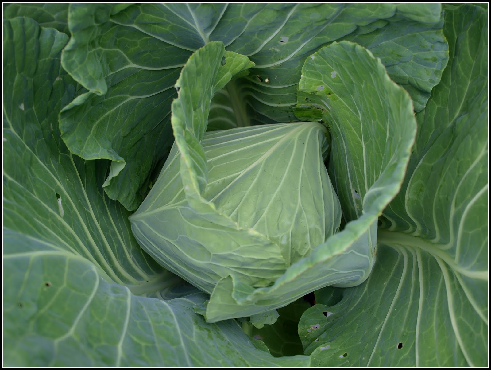 Mark's Veg Plot: Cabbage "January King", and friends