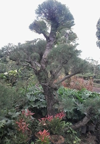 Cemara Udang Murah ~ Arya Flower Landscape