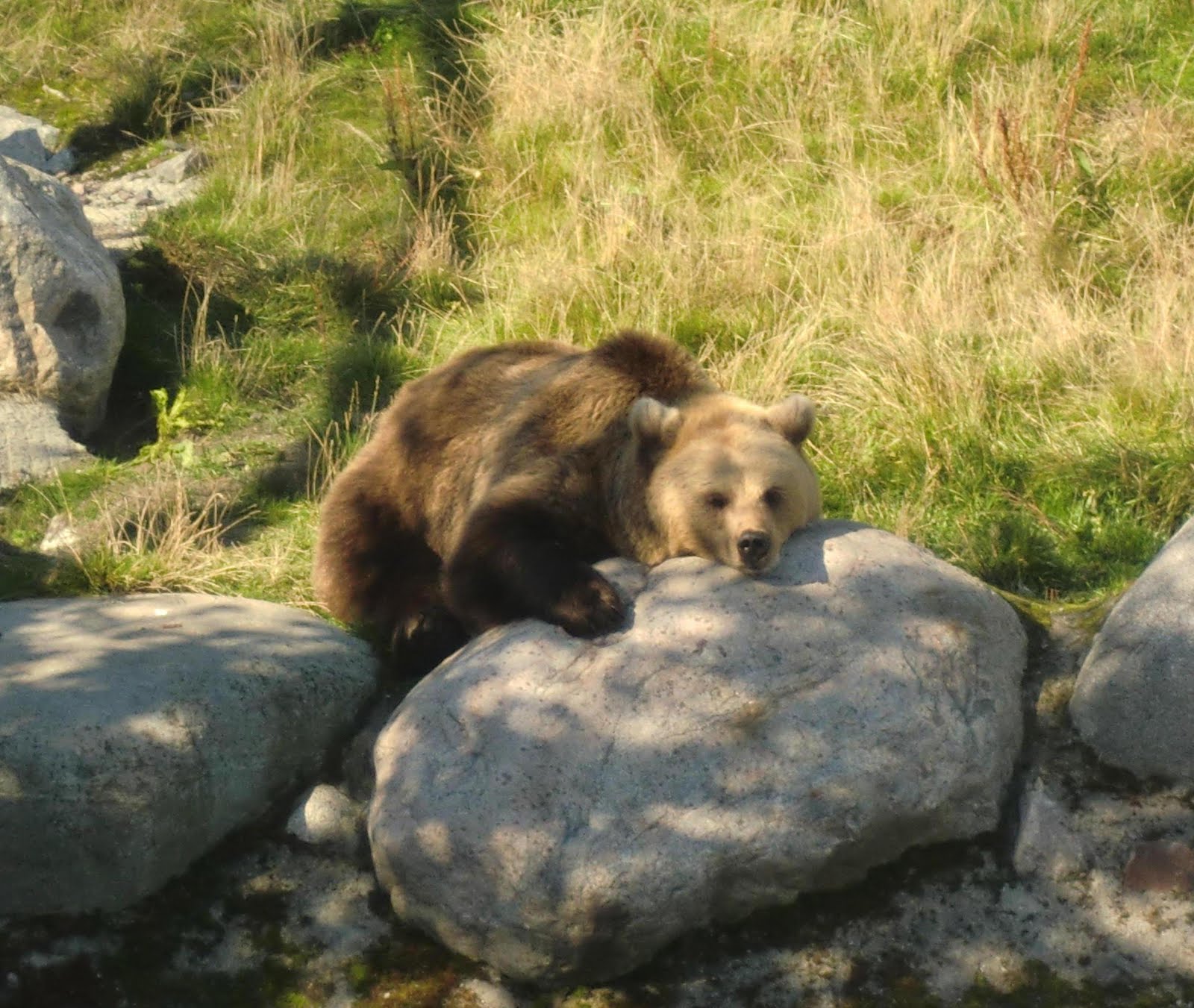 Foreigner in Finland: Helsinki ZOO - Korkeasaari