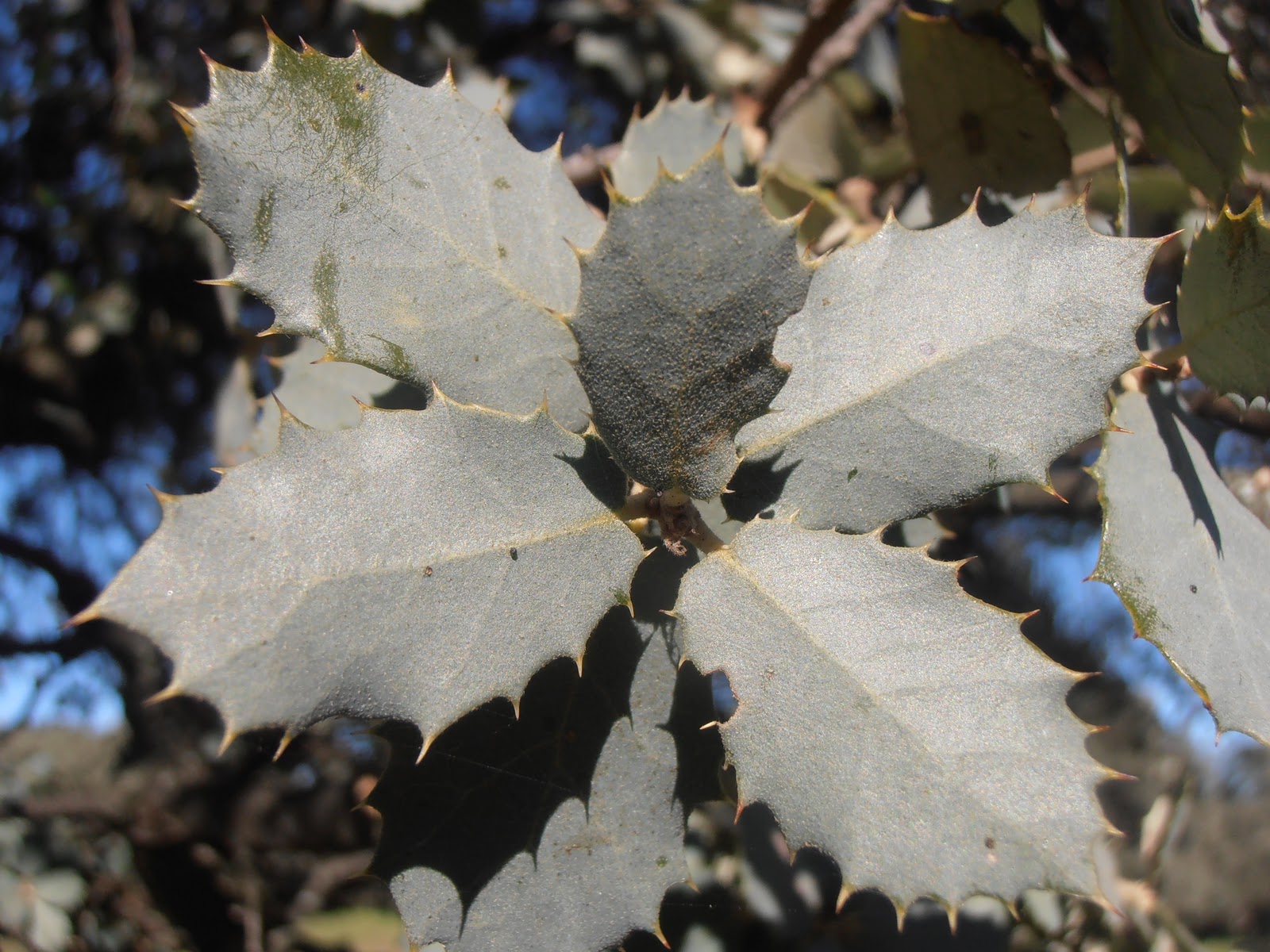 Entre plantas y bichos: Quercus ilex subsp. ballota (encina)