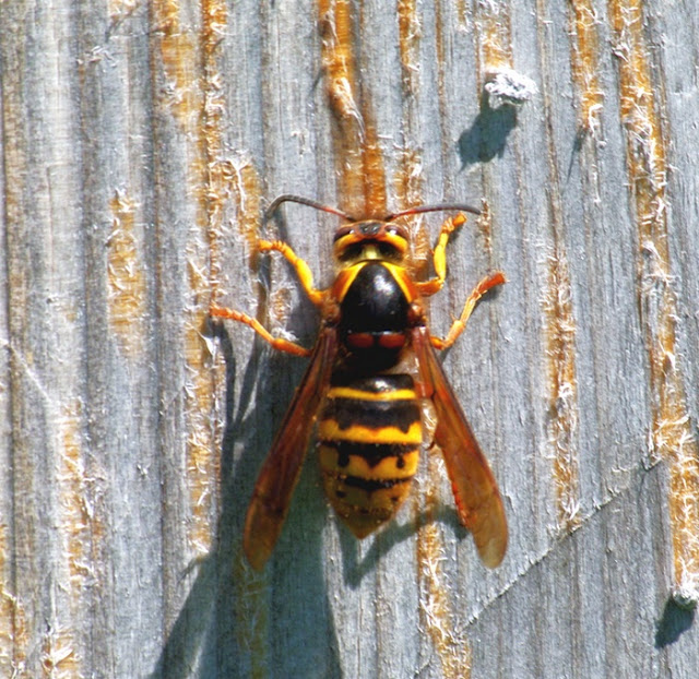 Kresten Hansen: Stor gedehams