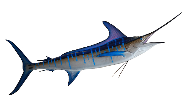 IFC ( INDOMINCO FISHING MANIA ): Jenis Ikan Laut Blue Marlin