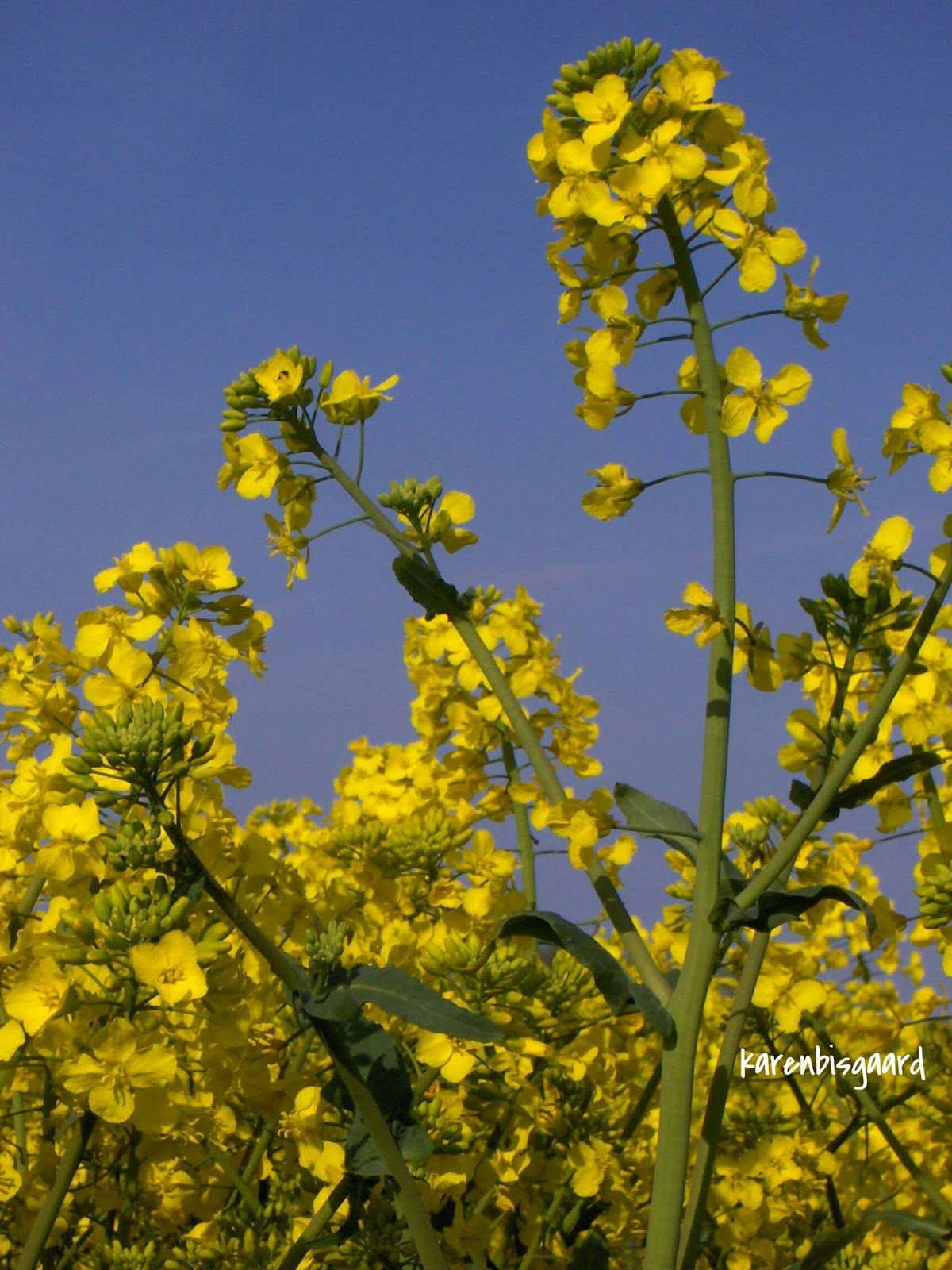 Karen`s Nature Photography: Blooming Rapeseed Crop.