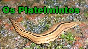 Filo platelmintos | Biologia: A ciência da vida