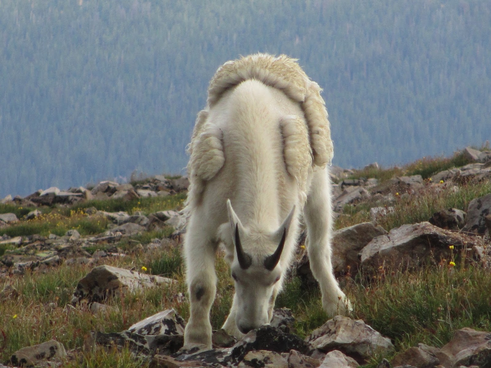 Cannundrums: Mountain Goats
