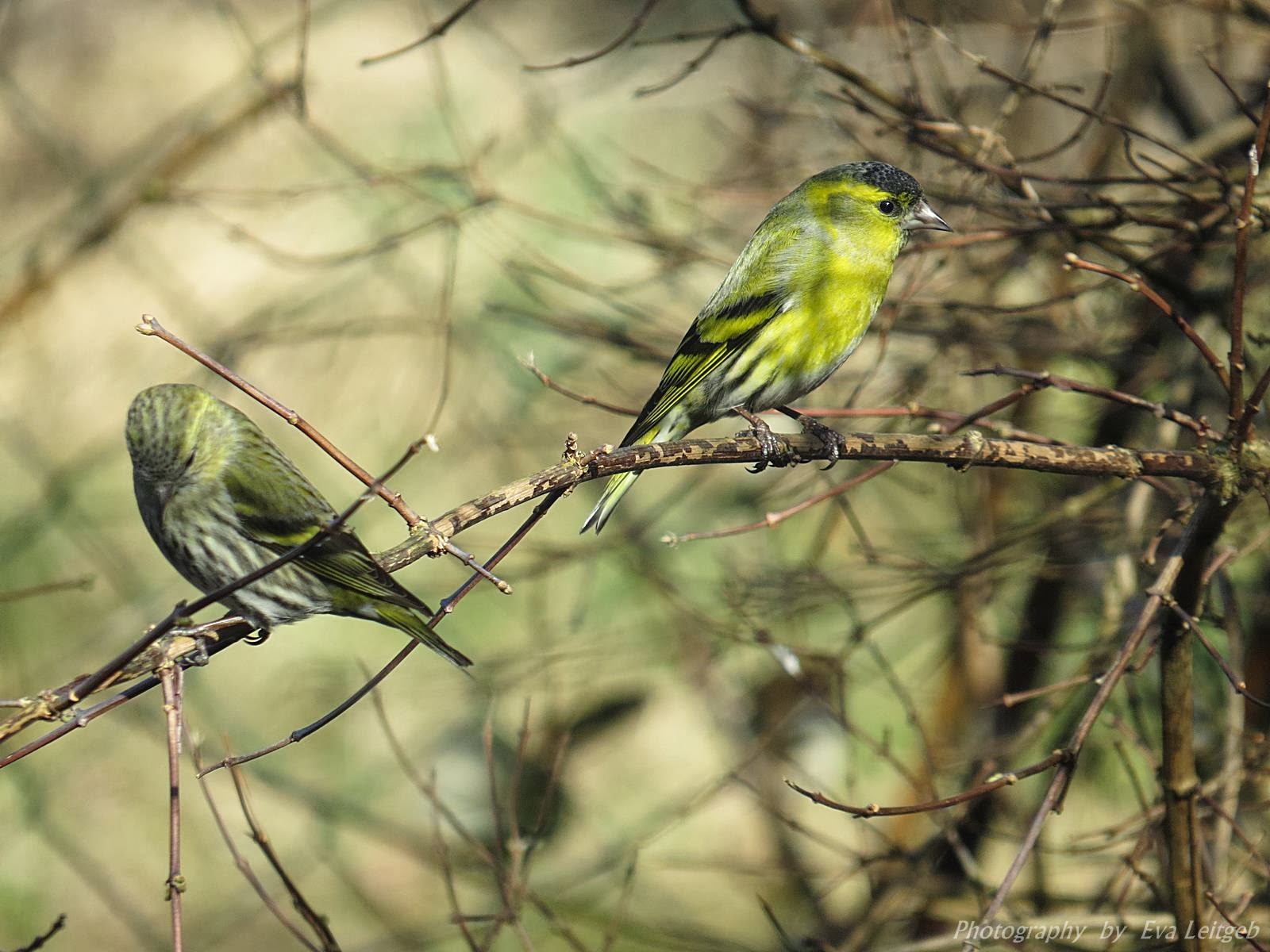 EVA'S WELT: Herr und Frau Zeisig persönlich...