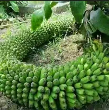 PISANG UNIK PANJANG MELINGKAR