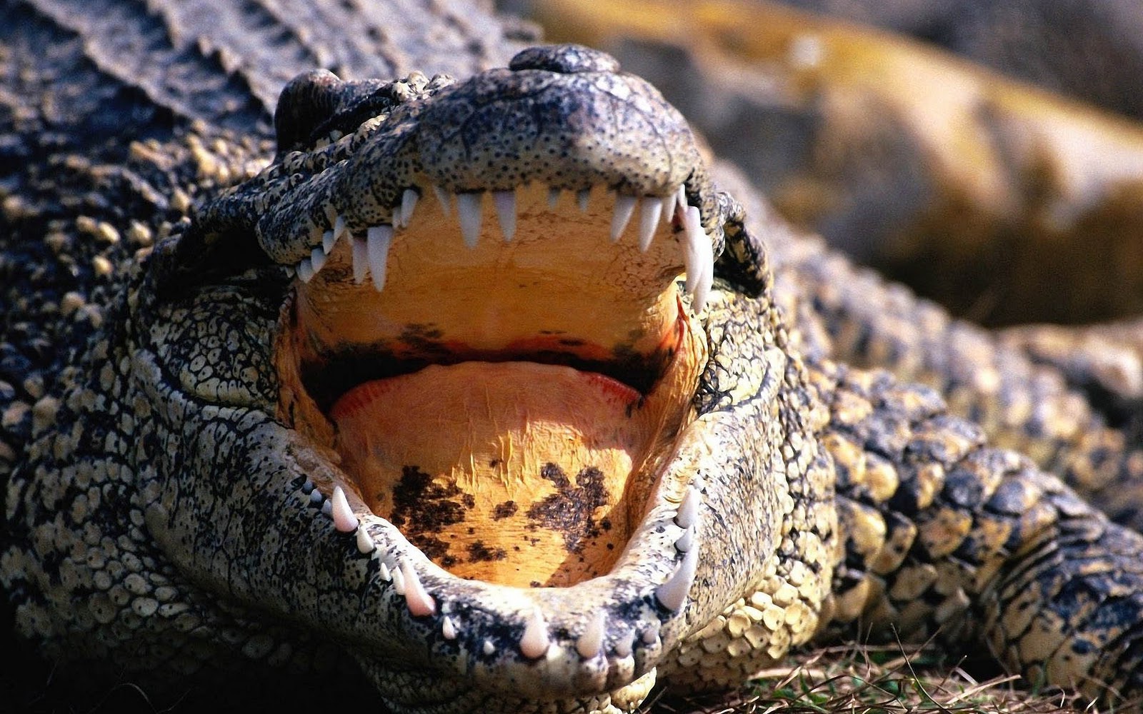 Krokodil Wallpapers | HD Wallpapers