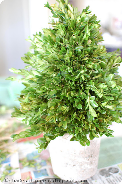 33 Shades of Green: Handmade Holidays: Fresh Boxwood Topiary Tutorial