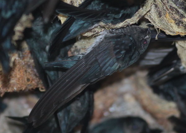 Mike is the name Birding is the game ( Birding in Malaysia - Malaysian ...