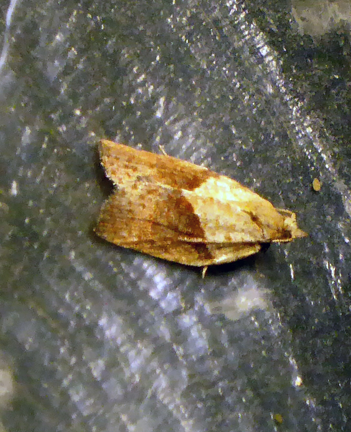 Wild and Wonderful: September 2017