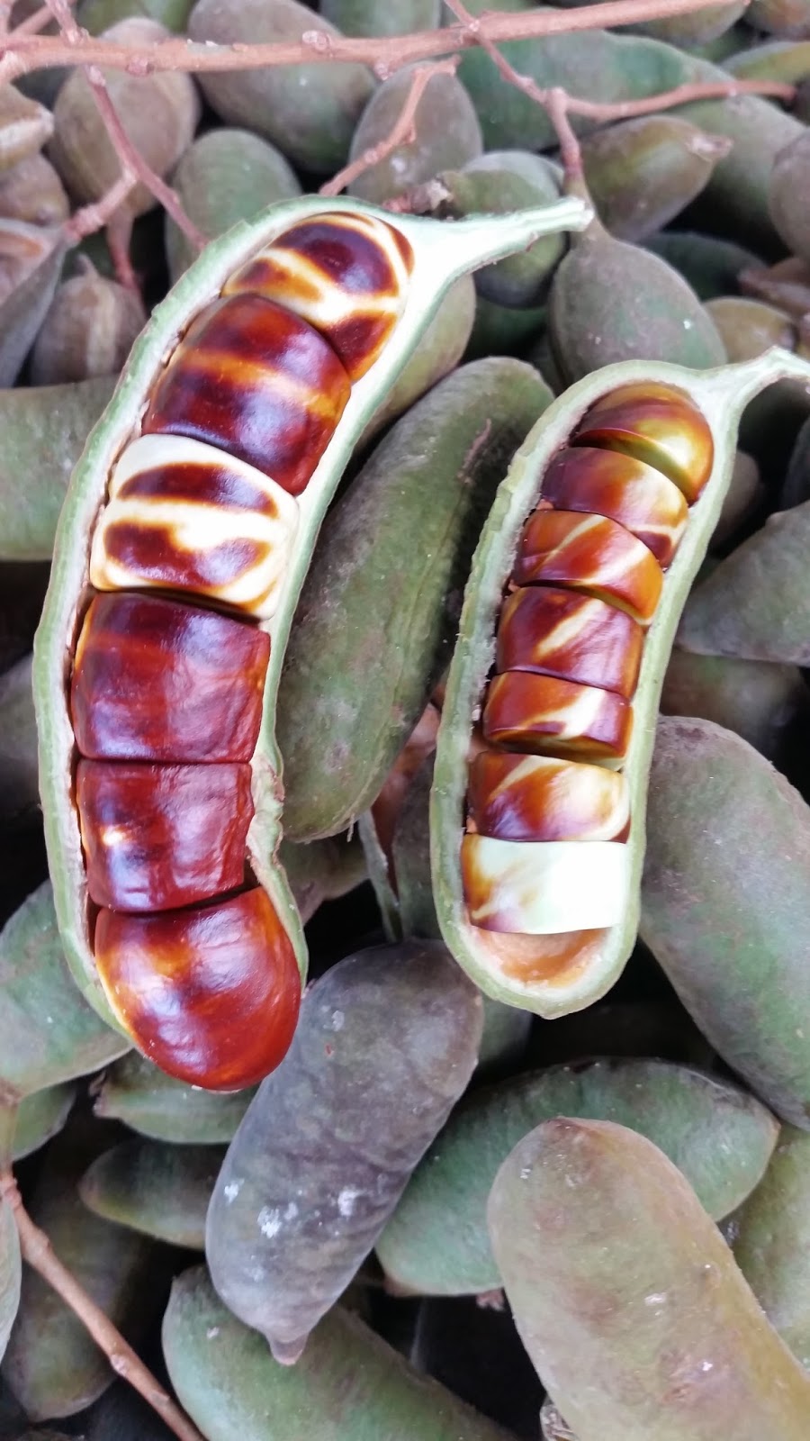 Warisan Petani: Buah Kerdas.