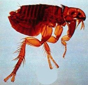 Microbiología e Higiene Alimentaria: 3.- Parásitos transmitidos por los ...