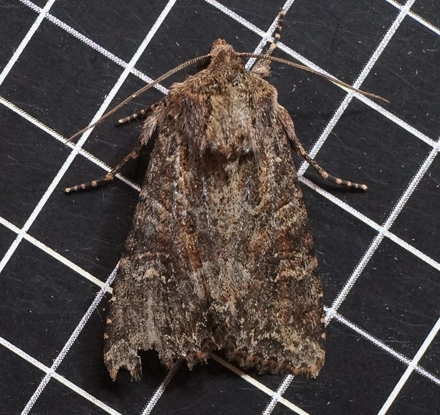Ceredigion Moths: Small Clouded Brindle