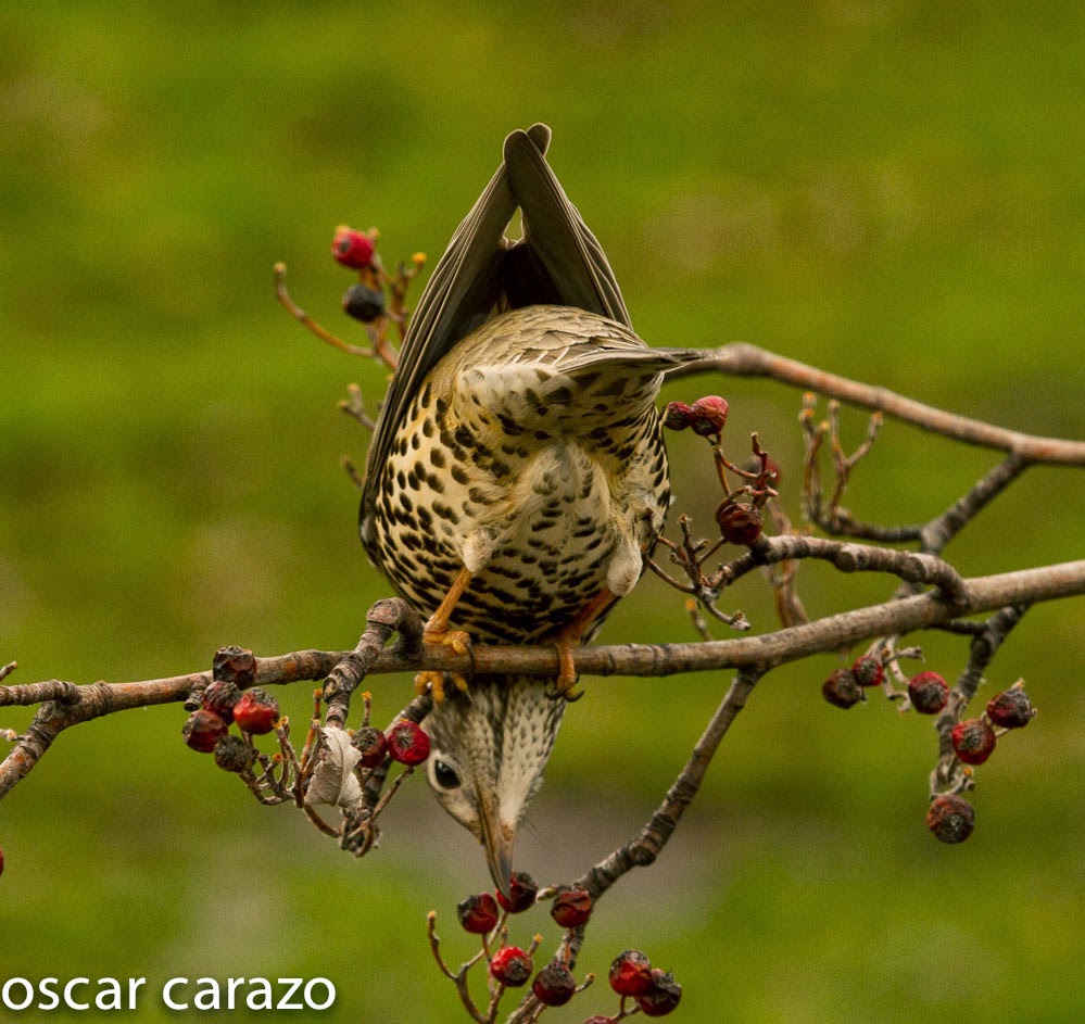 AVESANTURTZI: ZORZALES