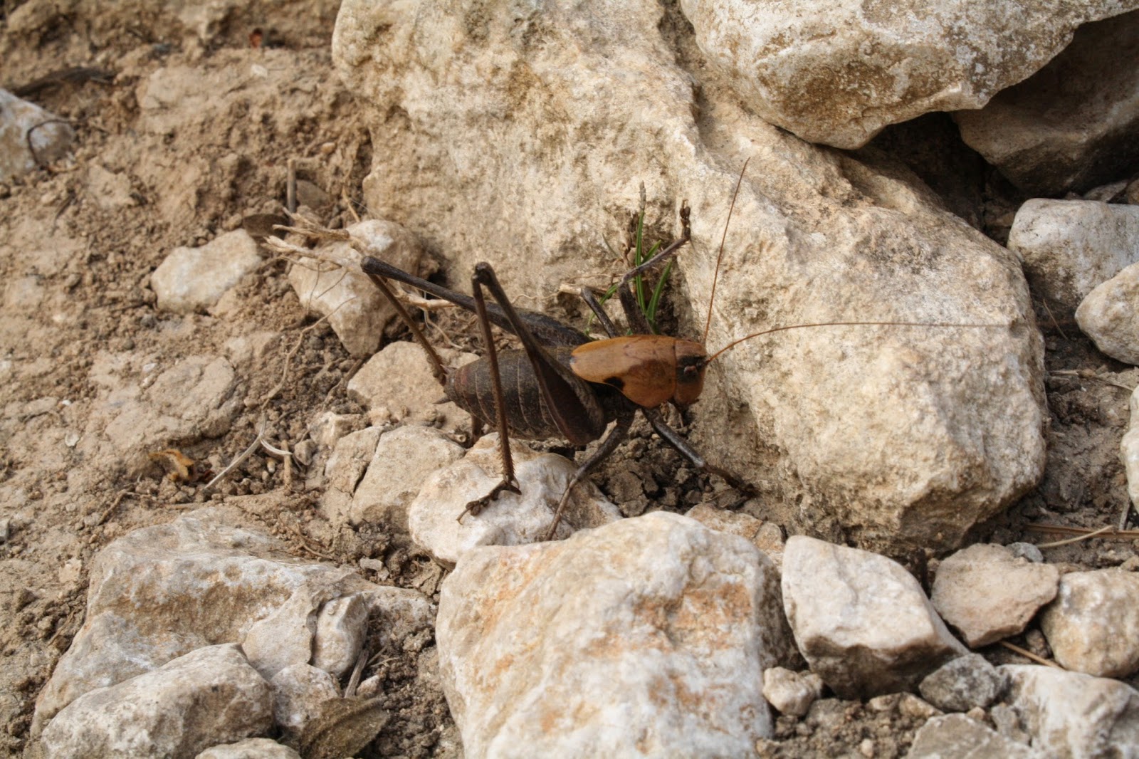 Mountain Walking in Spain: Insects of the Alicante Mountains (part 2)