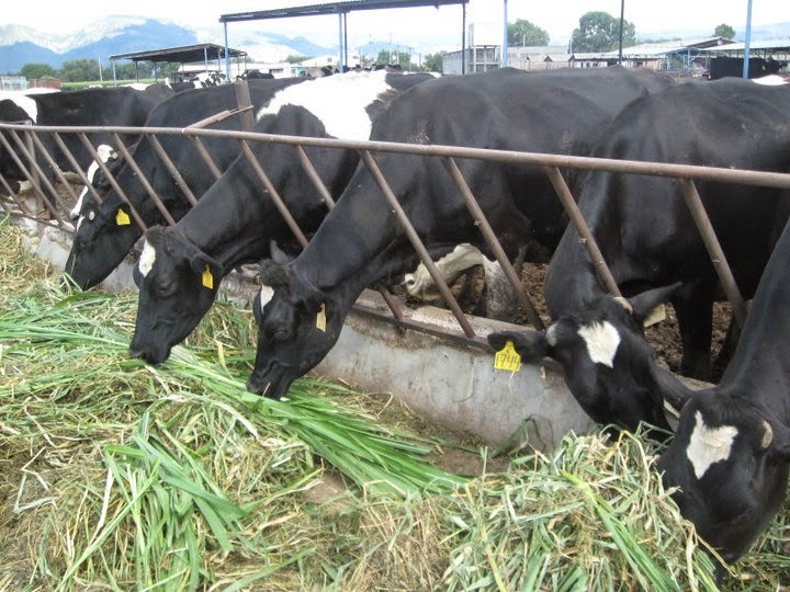 Maralfalfa & King Grass Portugal: Maralfalfa no Norte de Espanha