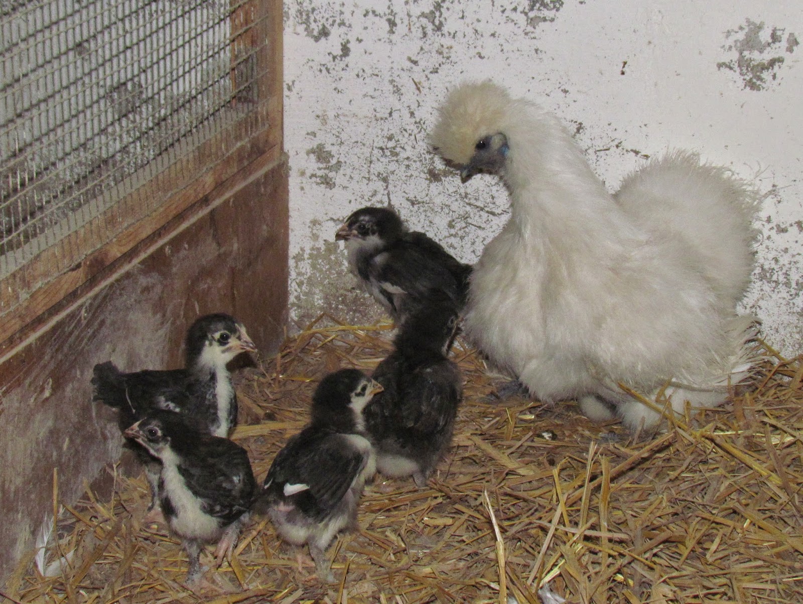 Hobbydyrenes blog: Kyllinger maj 2015