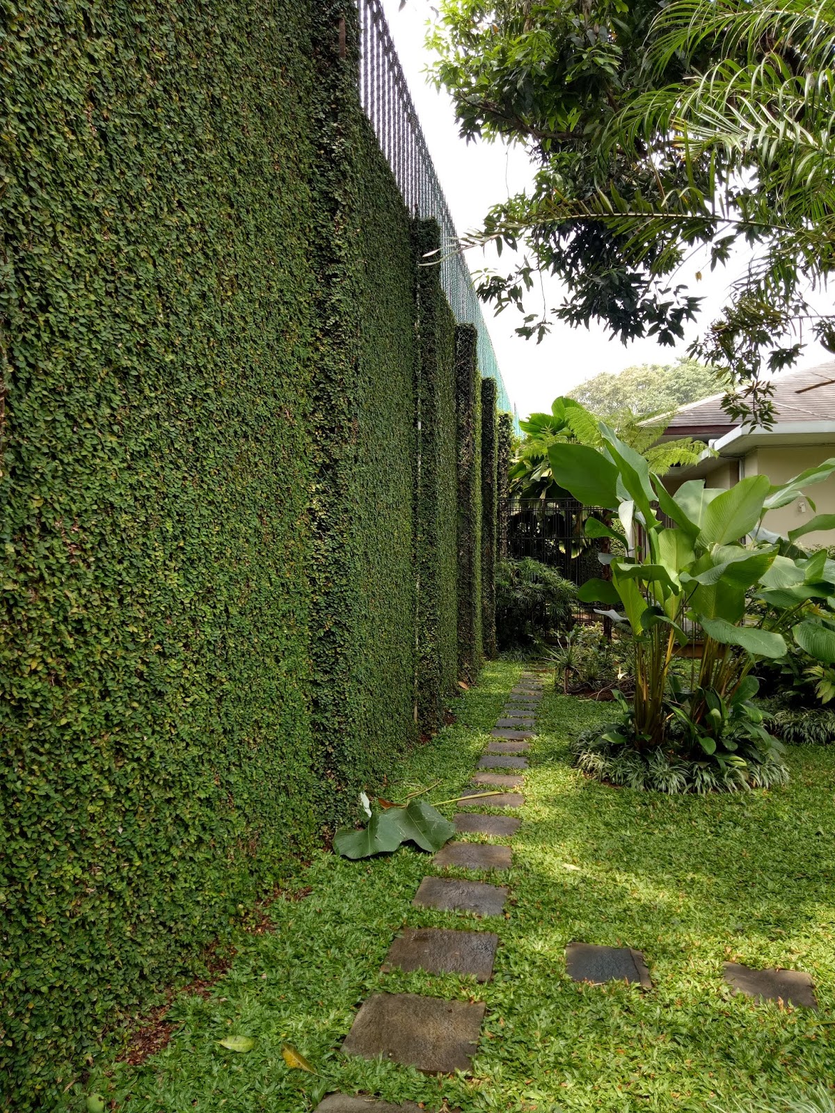 Inilah Gambar Tanaman Dolar Rambat yang Wajib Diketahui - Informasi ...