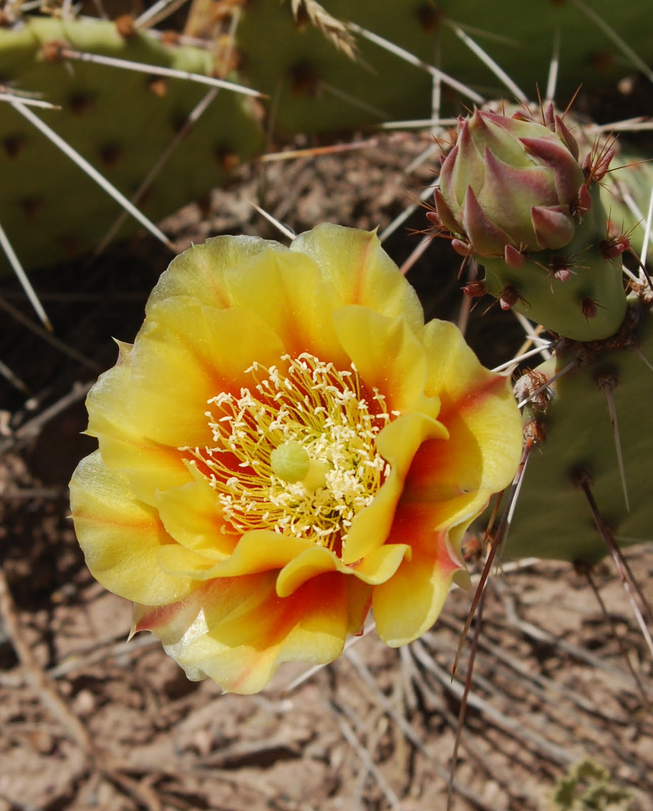 Cactus PhotoGraphics