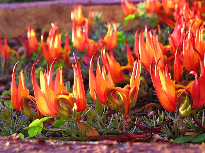 10 Bunga Paling Langka Di Dunia | Info Tak Terduga