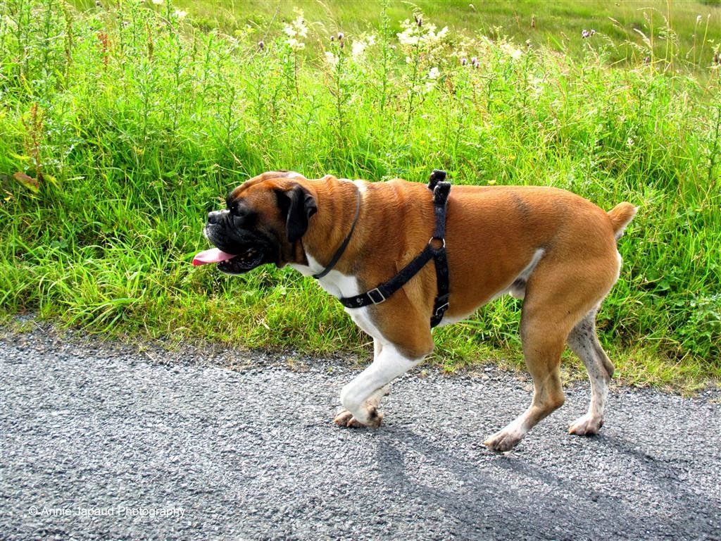 VRATSAGIRL a girl with a camera: Walking with my Boxers