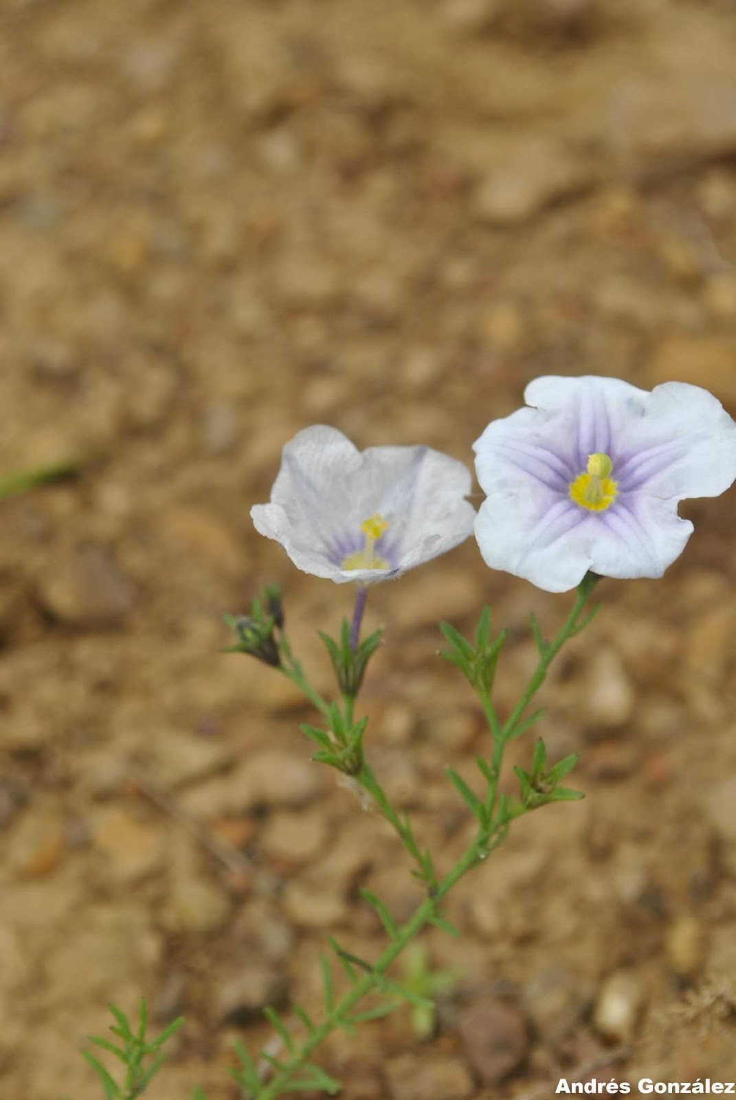 FOTOS DE FLORA NATIVA Y ADVENTICIAS DE URUGUAY : Nierembergia ...