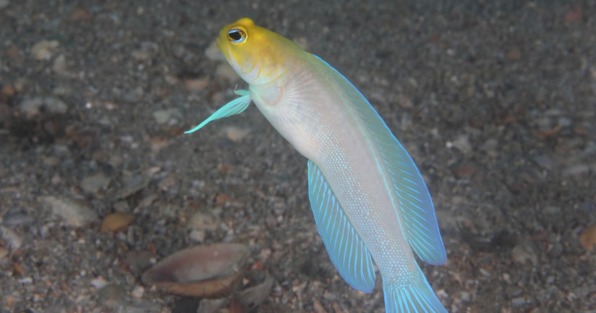 Real Monstrosities: Jawfish