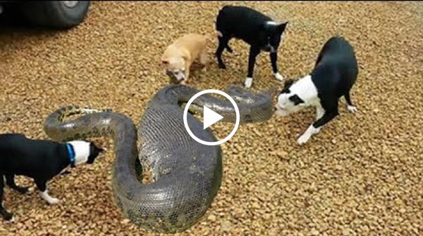 Dog vs Anaconda, Snake, Python Real Fight - Animal Attacks - Amazing Videos