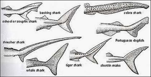 Young Marine Scientist - Dr Gerald Goeden