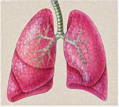 Mengenal Struktur dan Fungsi Sistem Ekskresi