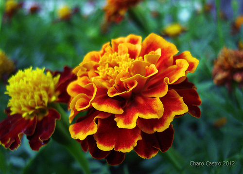 Flor de muertos (cempasúchil) ~ Natural Place